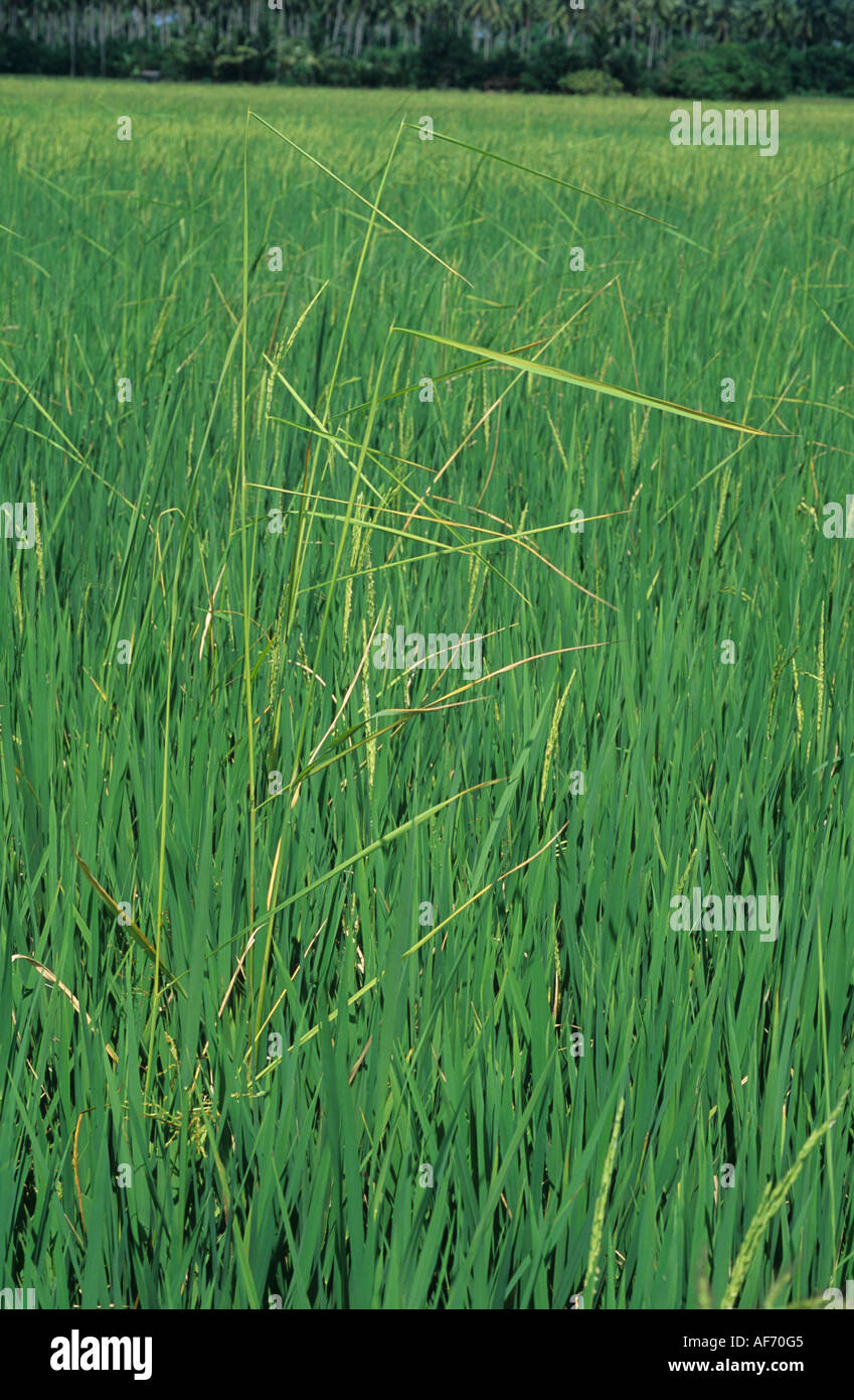 Bakanae disease Gibberella fujikoroi elongated deformed rice plants in ...