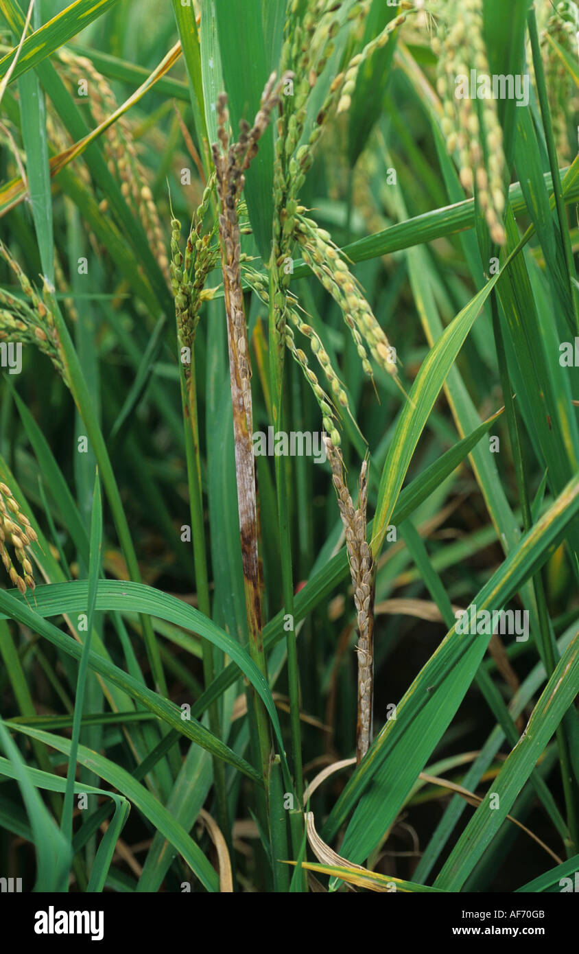 Rice leaf sheath hi-res stock photography and images - Alamy