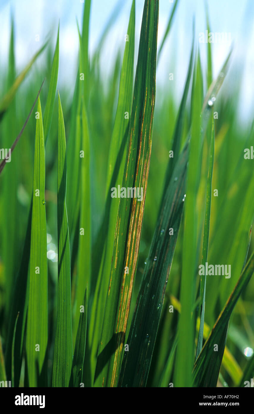 Bacterial leaf streak Xanthomonas oryzicola disease on rice leaves ...