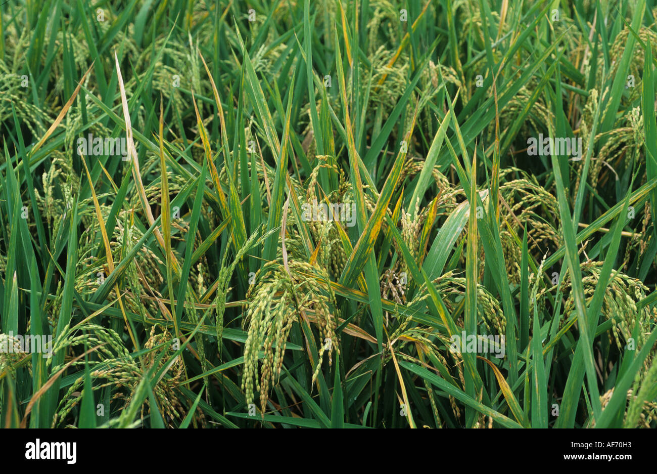 Bacterial leaf streak Xanthomonas oryzicola diseased rice crop Stock ...
