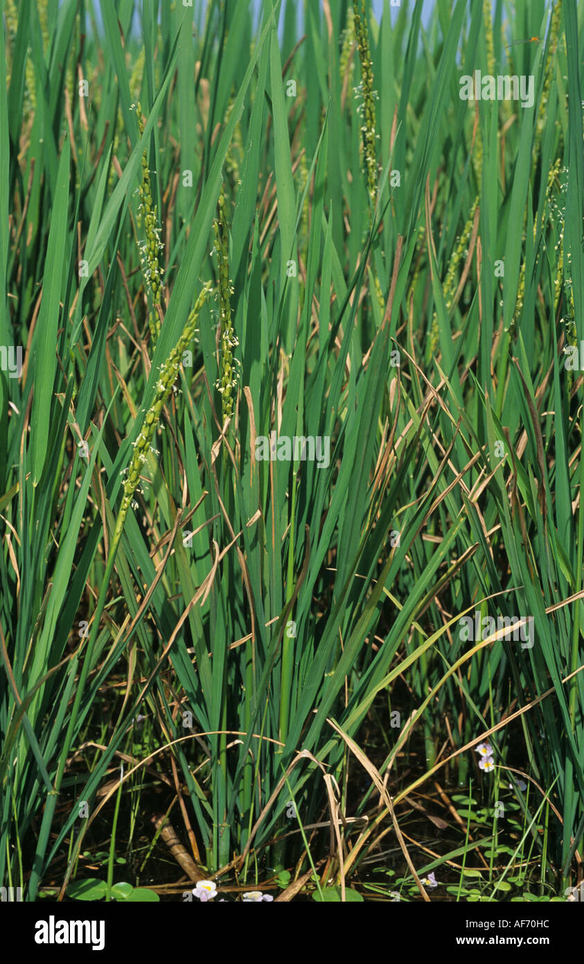 Xanthomonas hi-res stock photography and images - Alamy