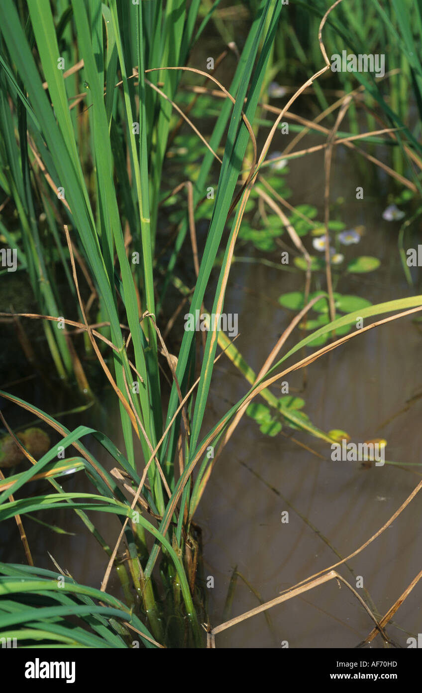 Bacterial blight Xanthomonas oryzae disease infection on rice plant ...