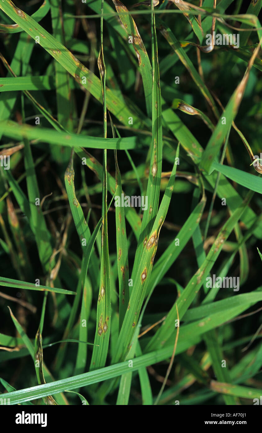 Rice leaf blast Pyricularia grisea infection on seedling rice plants ...