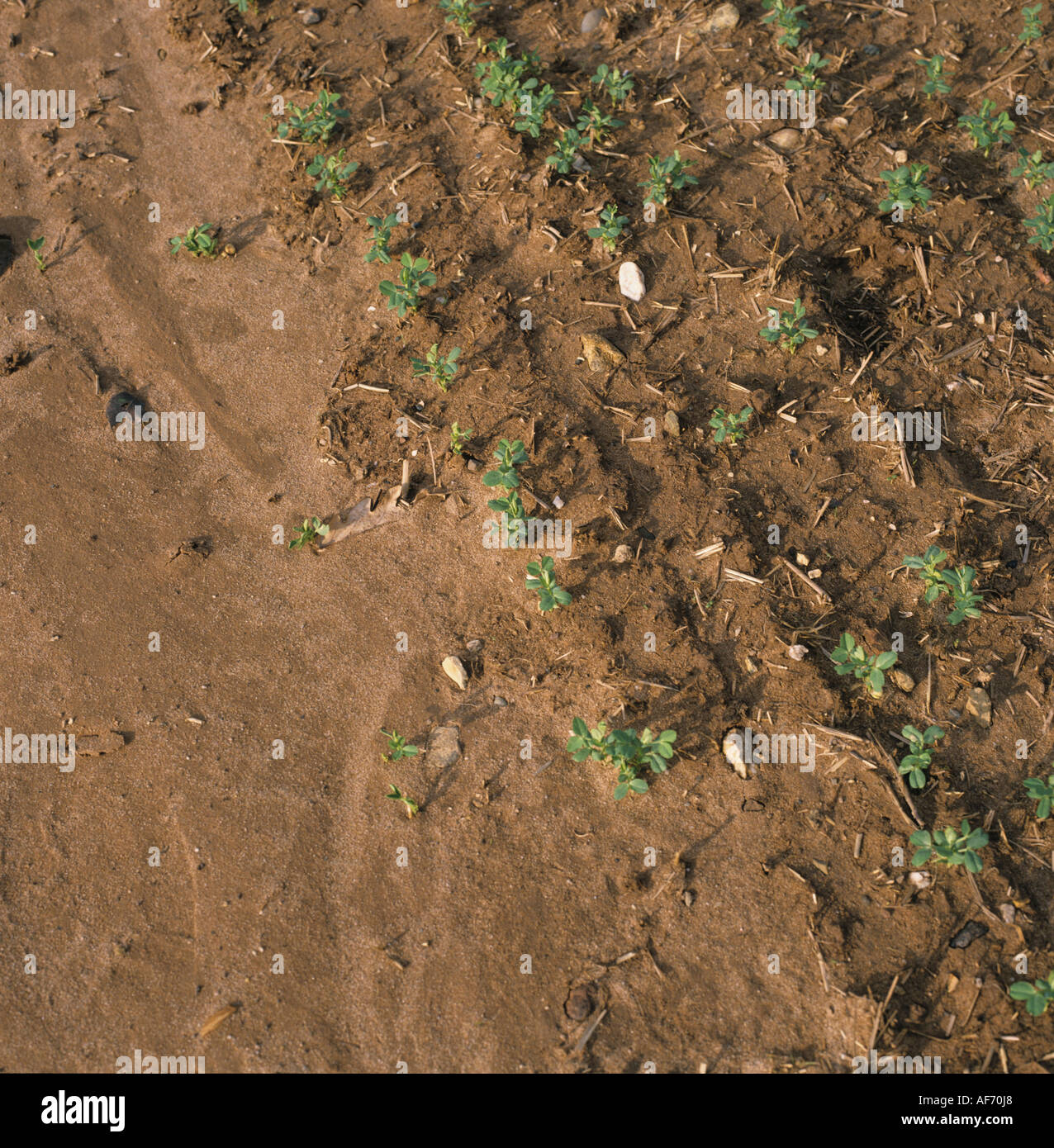Seedling pea crop growing through silt washed down in tramlines after ...