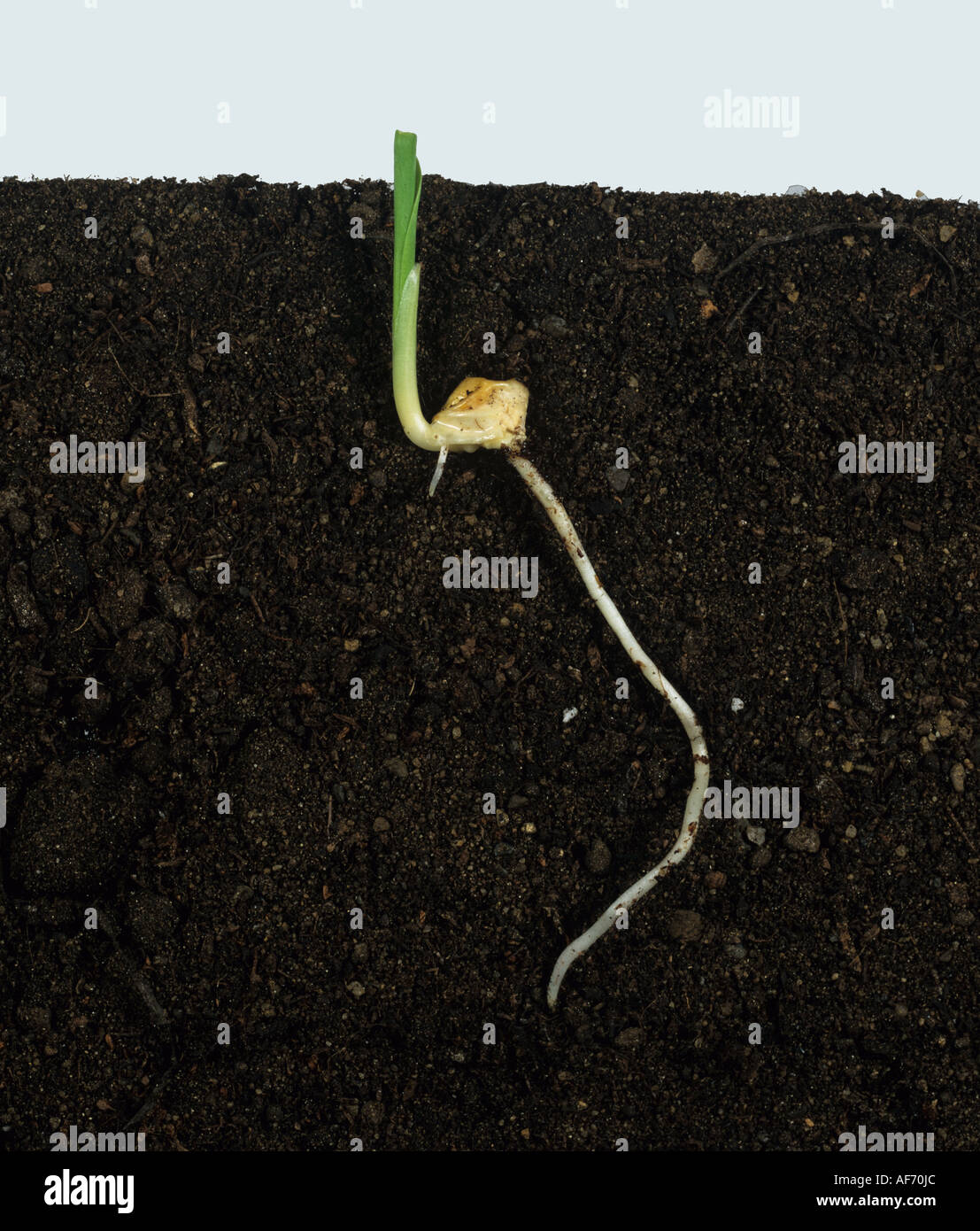 Sample of a germinating maize or corn seedling Stock Photo - Alamy