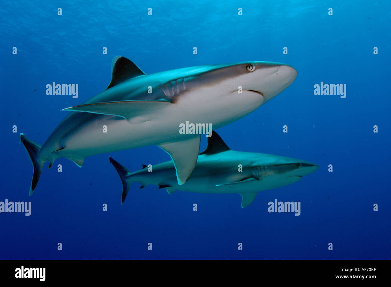 Silvertip Sharks Carcharhinus albimarginatus in Avatoru Pass Rangiroa ...