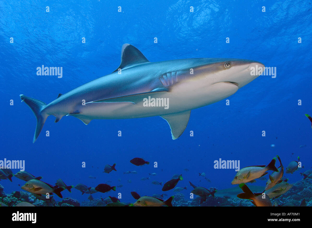 Silvertip Shark Carcharhinus albimarginatus in Avatoru Pass Rangiroa ...