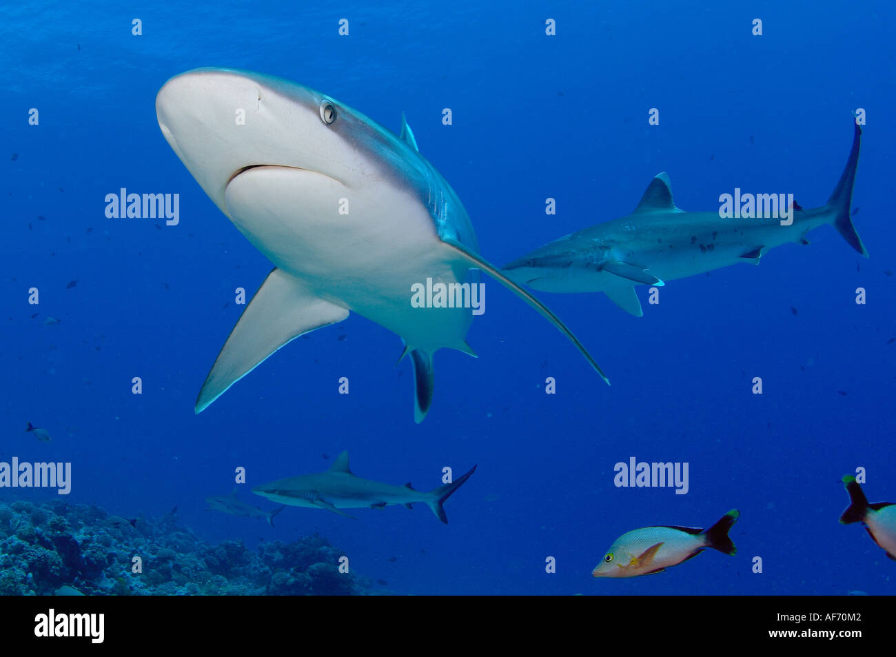 Silvertip Sharks Carcharhinus albimarginatus in Avatoru Pass Rangiroa ...