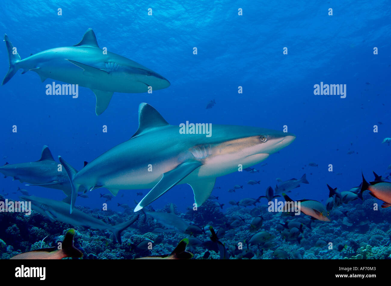 Silvertip Sharks Carcharhinus albimarginatus in Avatoru Pass Rangiroa ...