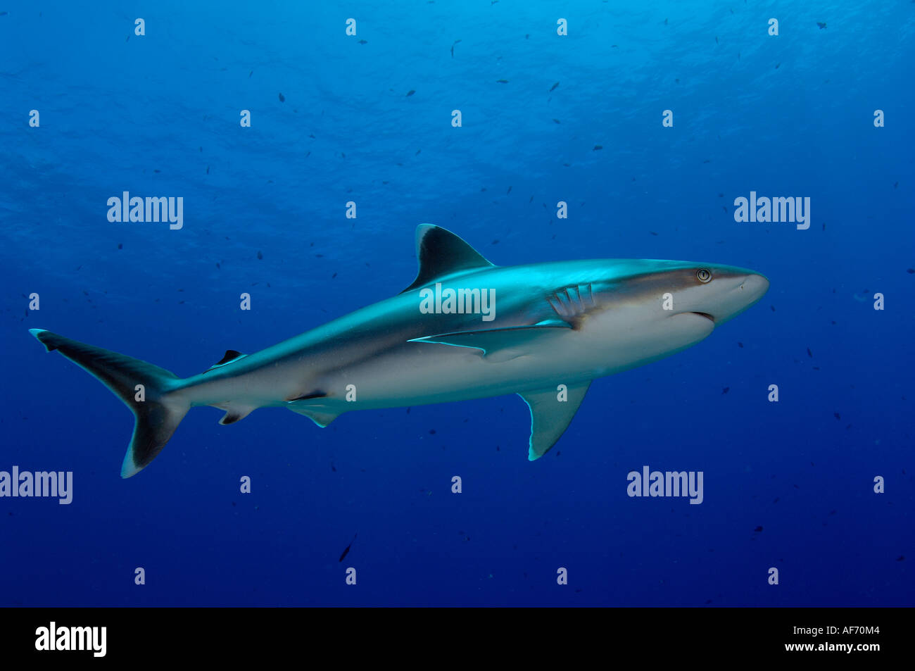 Silvertip Shark Carcharhinus albimarginatus in Avatoru Pass Rangiroa ...