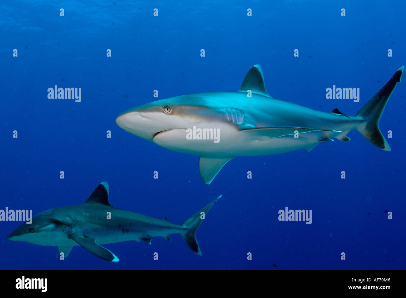 Silvertip Sharks Carcharhinus albimarginatus in Avatoru Pass Rangiroa ...
