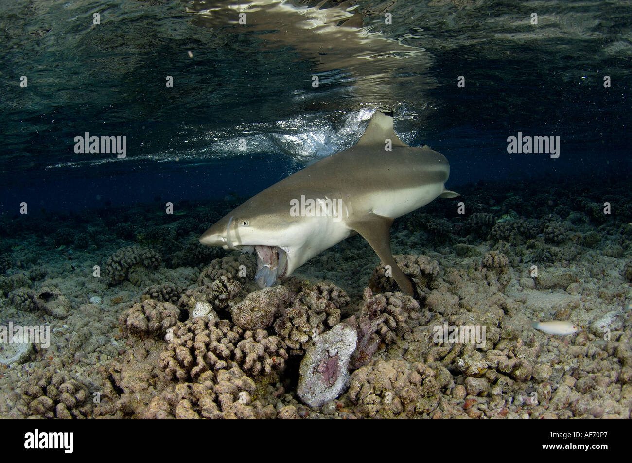 A Black tip Reef Shark Carcharhinus melanopterus grabs a fish head ...