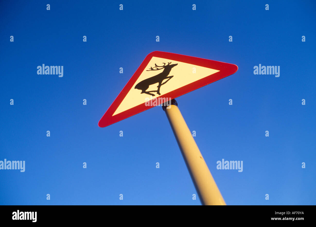 Deer warning road sign Stock Photo - Alamy