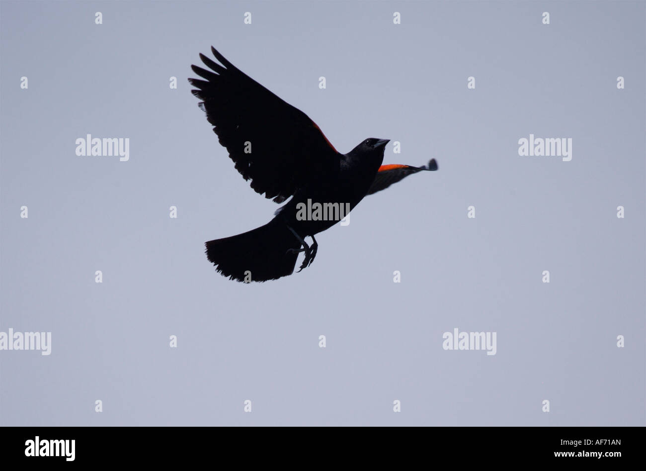 Emiquon preserve hi-res stock photography and images - Alamy