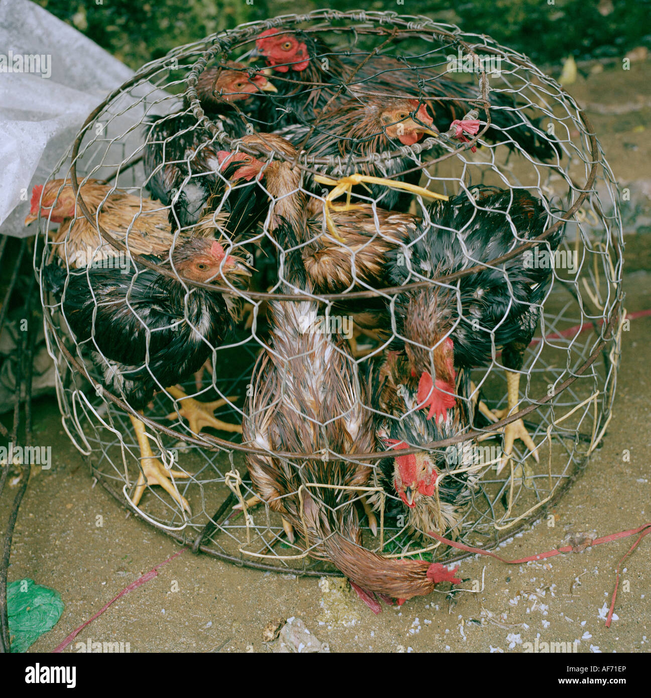 Sapa in North Vietnam in Far East Southeast Asia. Hen Chicken Animal ...