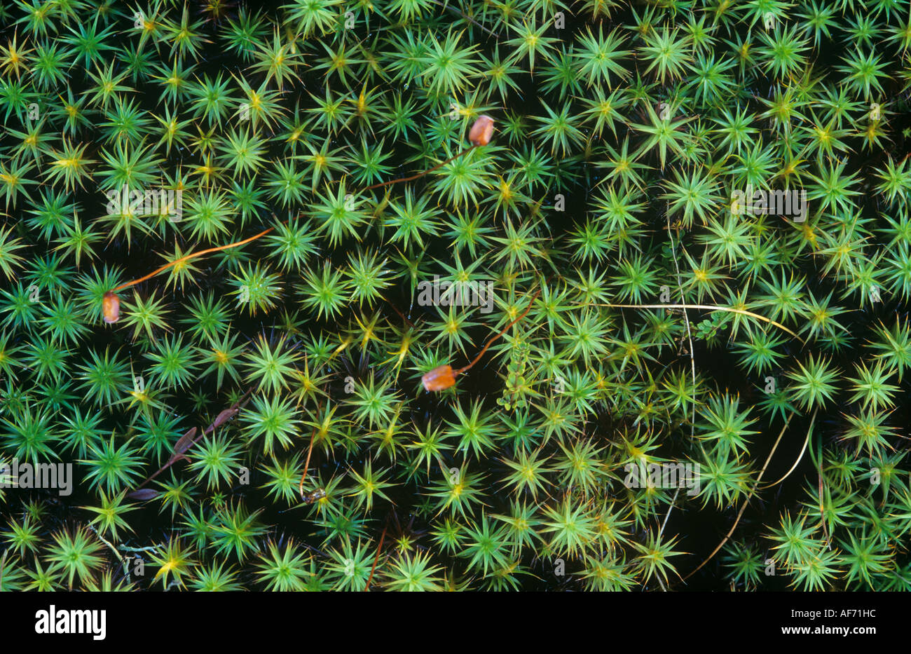 Star shaped moss hi-res stock photography and images - Alamy
