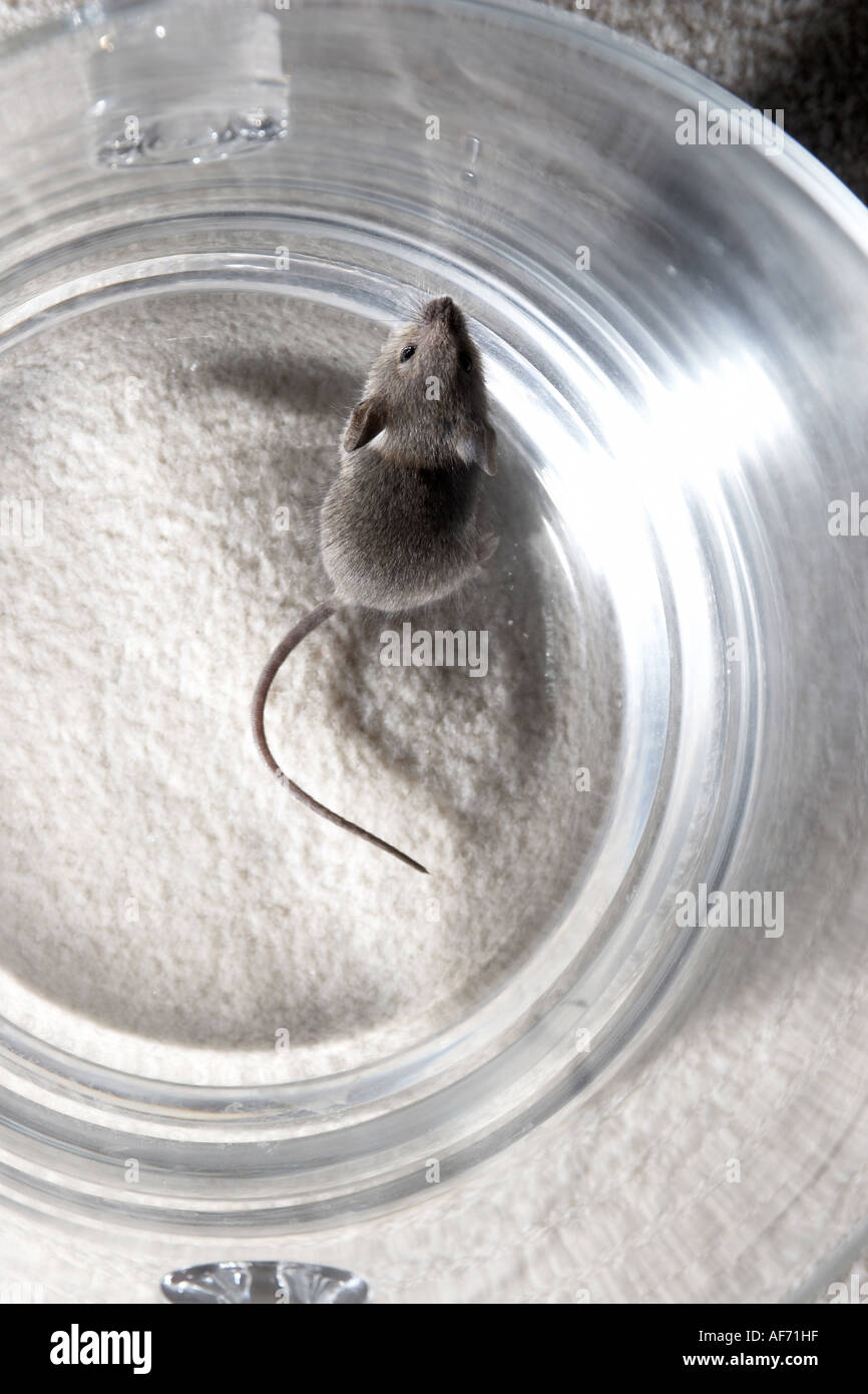 Mouse jumping cute hi-res stock photography and images - Alamy