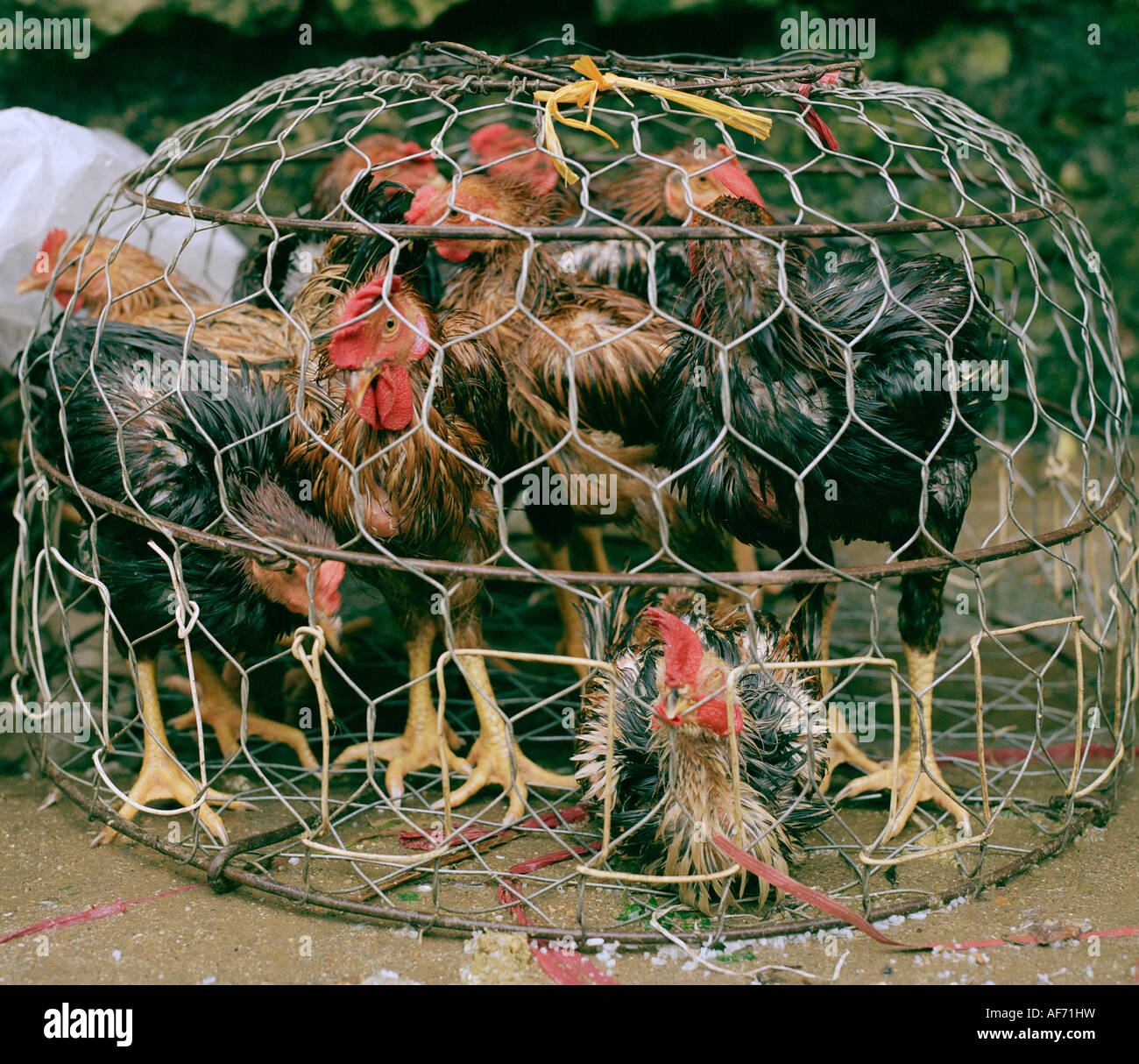 Sapa in North Vietnam in Far East Southeast Asia. Hen Chicken Animal ...
