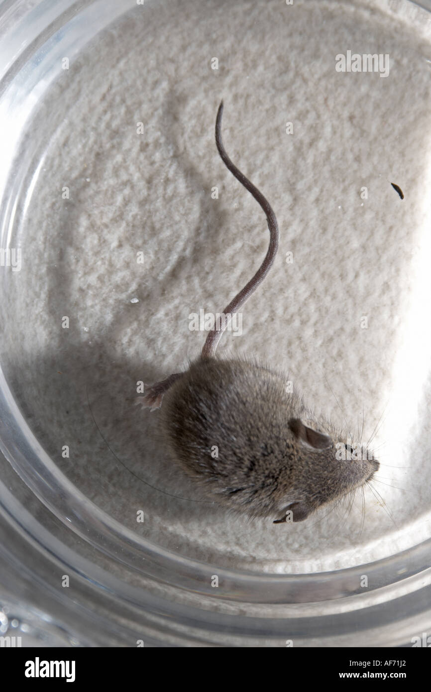 Mouse in a glass hi-res stock photography and images - Alamy
