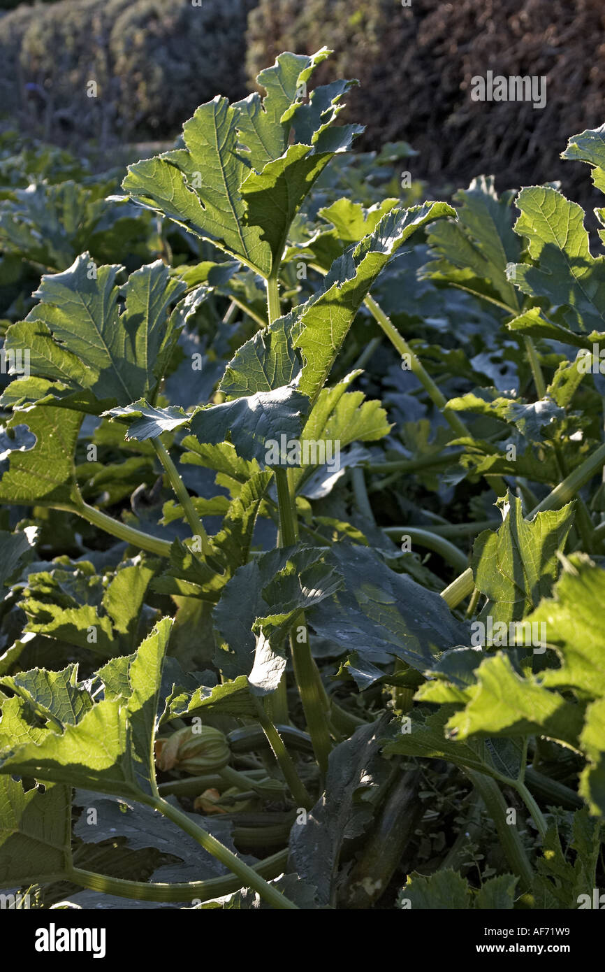 Courgette plants in evening light England UK Stock Photo - Alamy