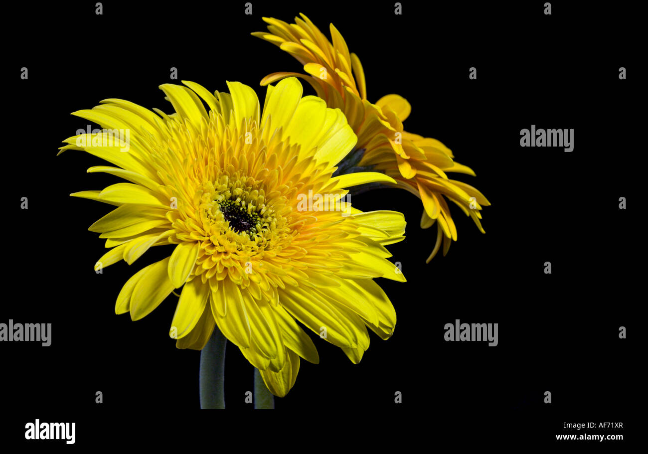 Two yellow gerberas hi-res stock photography and images - Alamy