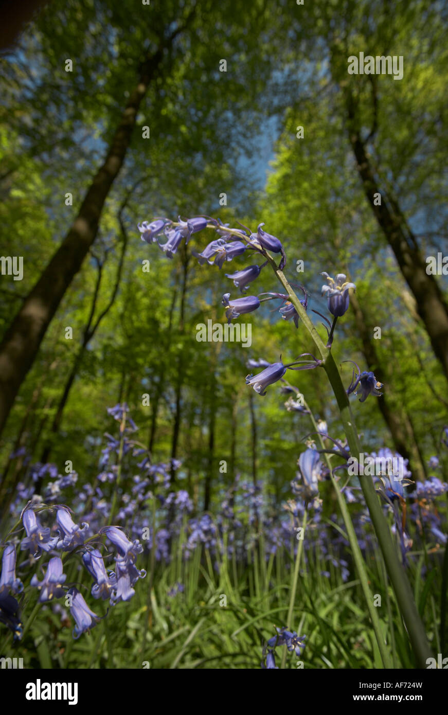 English Bluebell woods in spring (Hyacinthoides non-scripta Stock Photo ...