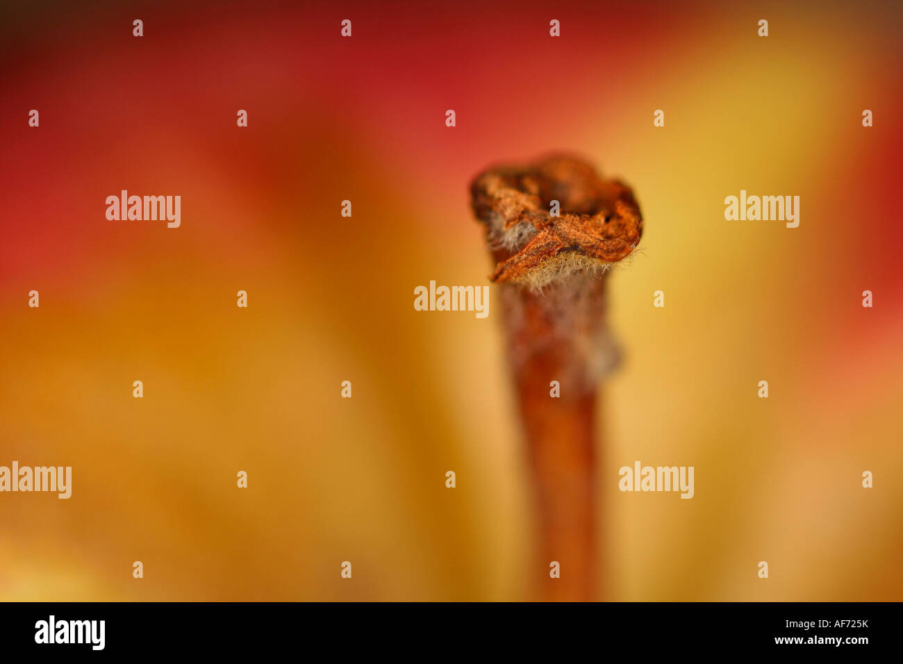 Bramley stalk close up Stock Photo - Alamy