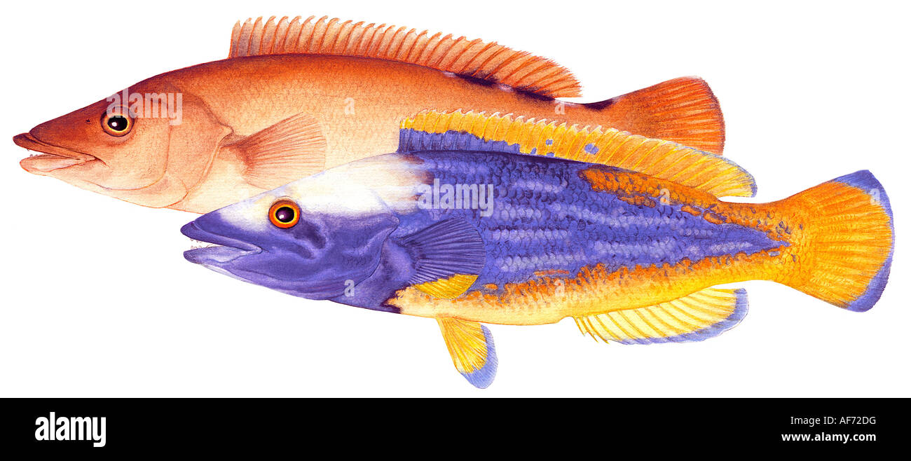 Cuckoo Wrasse (Labrus mixtus), male (front) and female, drawing Stock ...