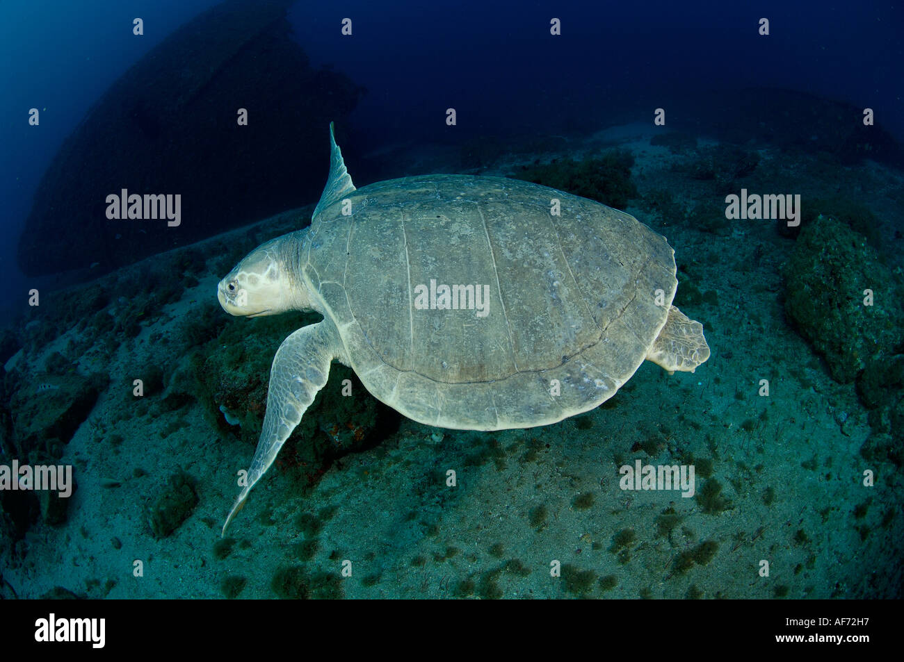 Kemp's ridley turtle beach hi-res stock photography and images - Alamy