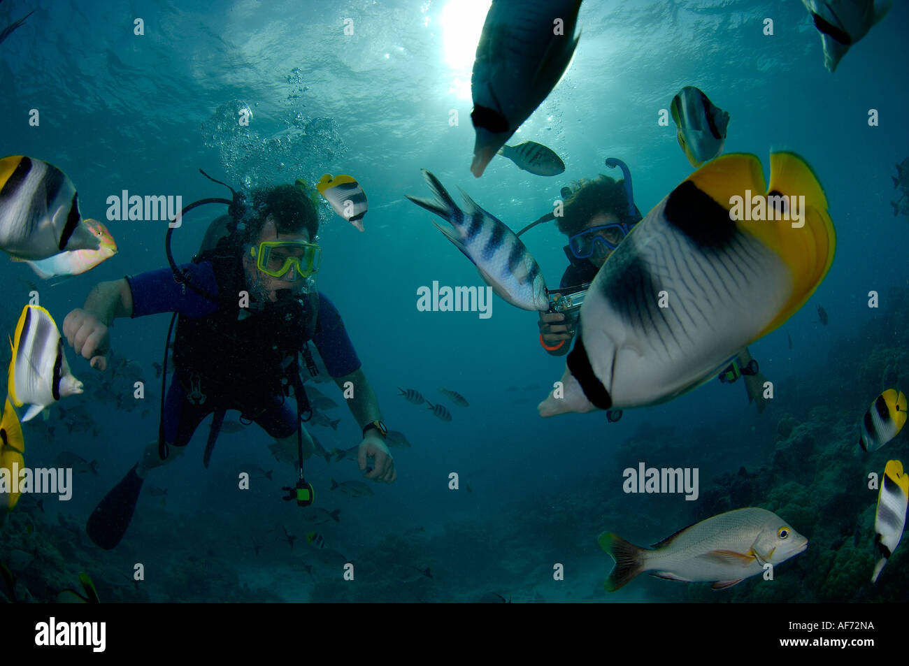 Scuba divers interact with marine life in Rangiroa French Polynesia ...