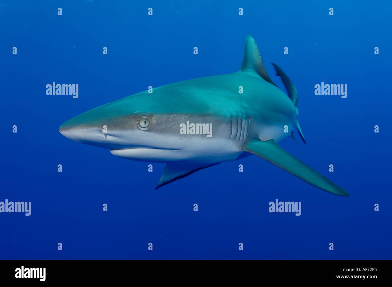 Grey Reef Shark Carcharhinus amblyrhynchos in Rangiroa French Polynesia ...