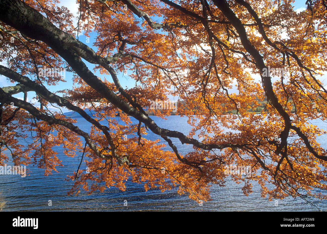 Water beech hi-res stock photography and images - Alamy