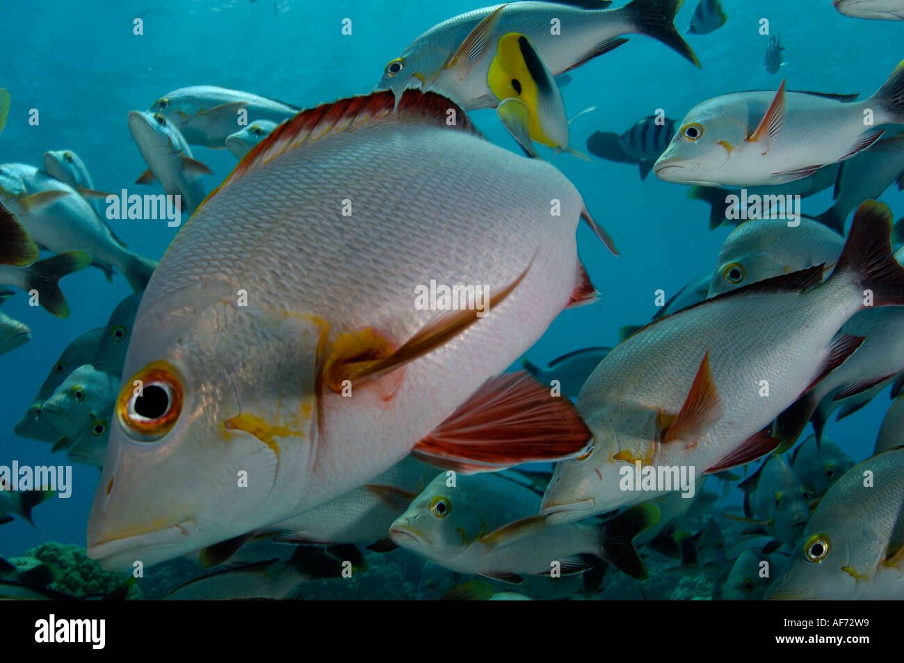 Paddletail Snapper High Resolution Stock Photography and Images - Alamy