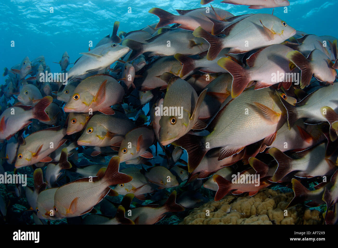 Paddle tail Snapper Lutjanus gibbus in Rangiroa French Polynesia Stock ...