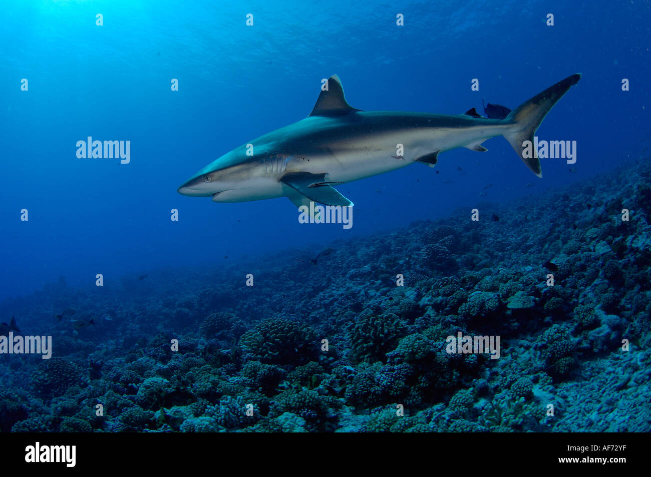 Silvertip Shark Carcharhinus albimarginatus in Avatoru Pass Rangiroa ...
