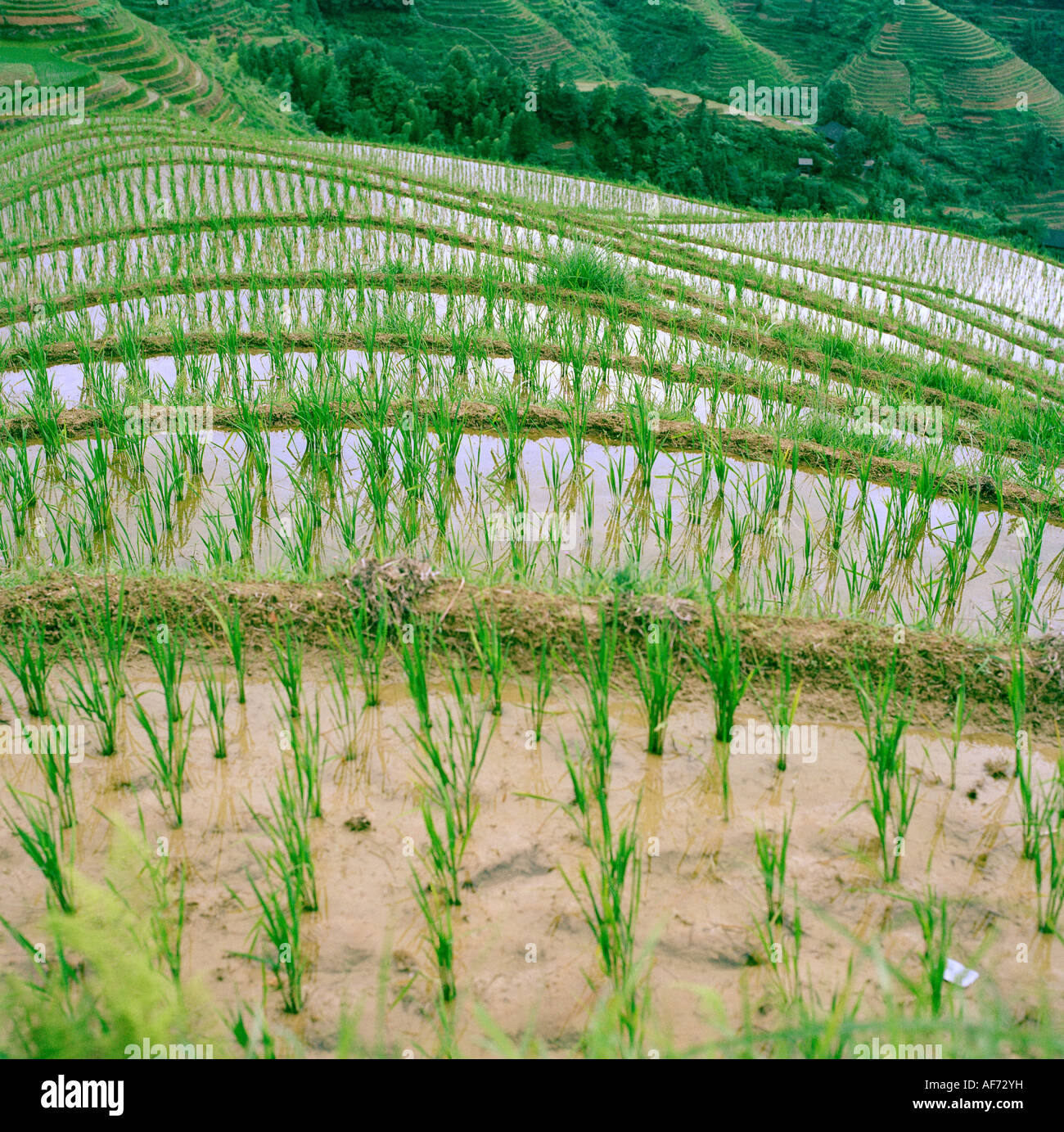World Travel. The beautiful Chinese nature of Longji rice terraces in ...