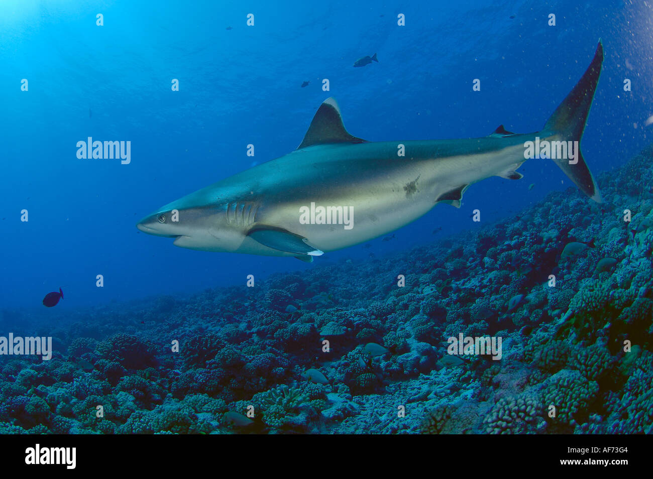 A pregnant Silvertip Shark Carcharhinus albimarginatus patrols Avatoru ...