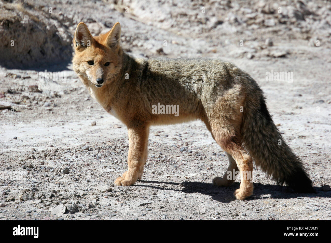 Andean fox hi-res stock photography and images - Alamy