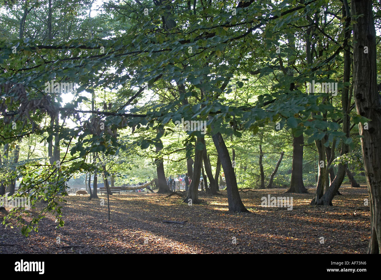 Highgate Woods natural ancient woodland nature reserve in London N10 ...