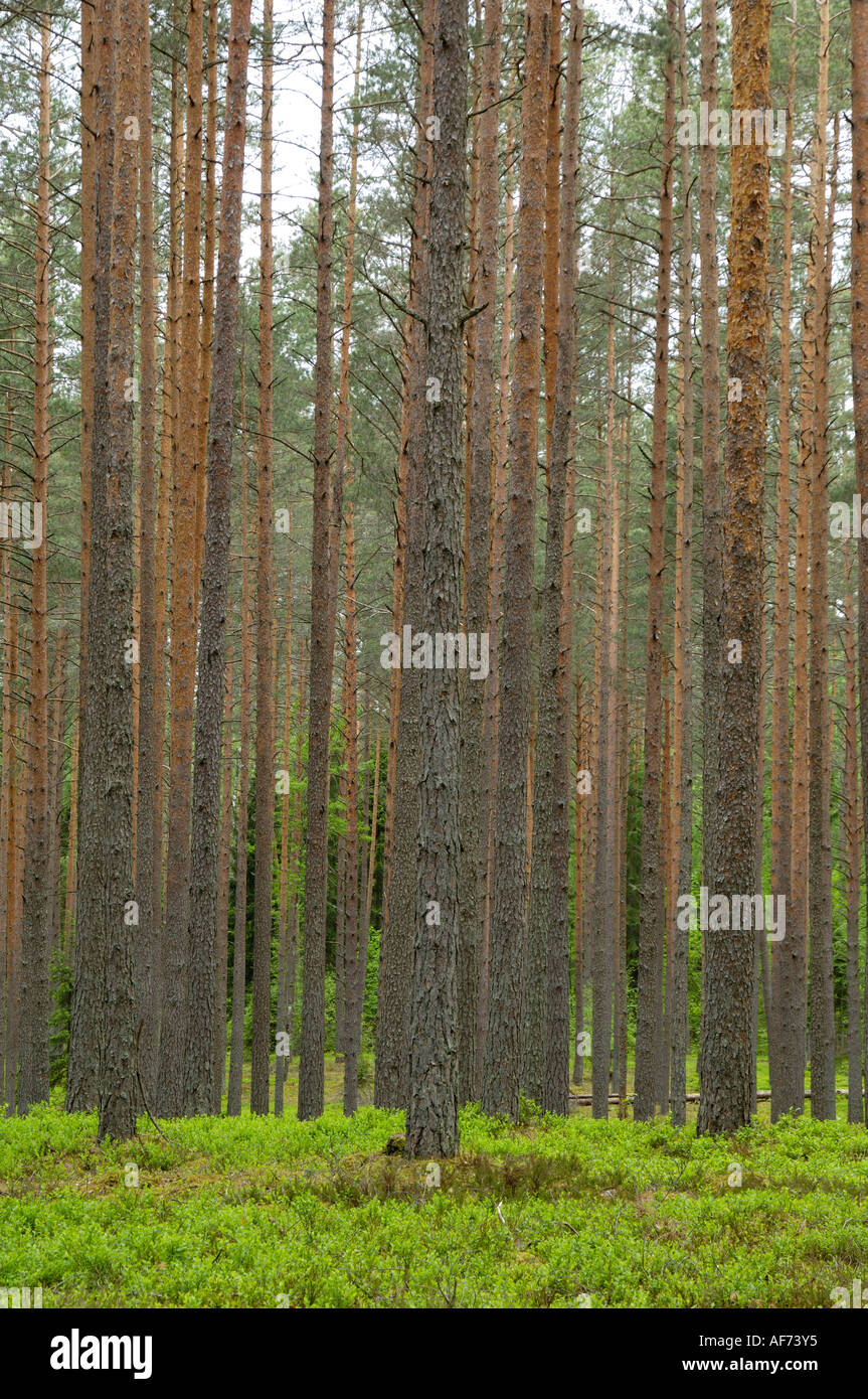 Tree trees forest park hi-res stock photography and images - Alamy