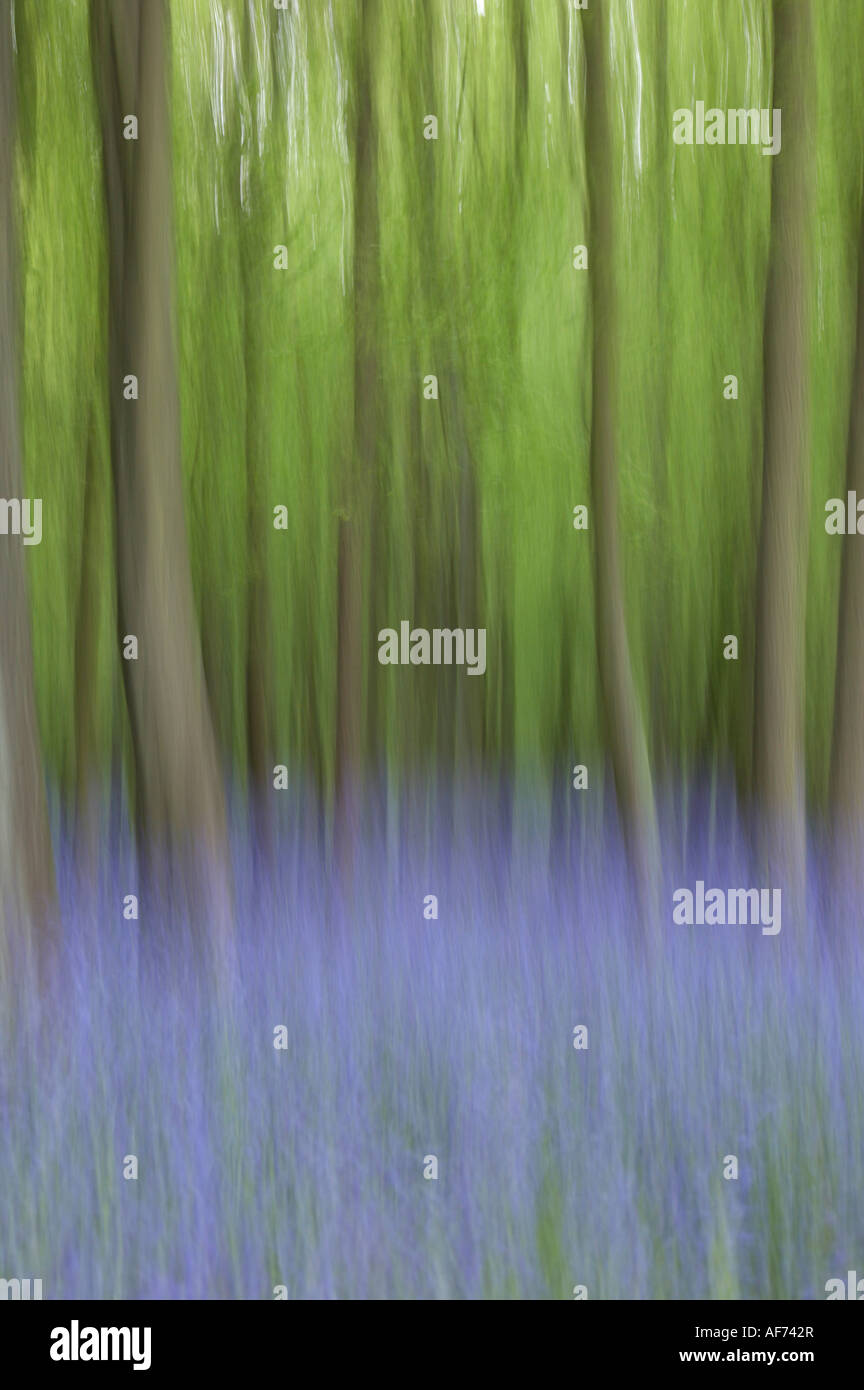 English Bluebell woods in spring made abstract by using vertical ...