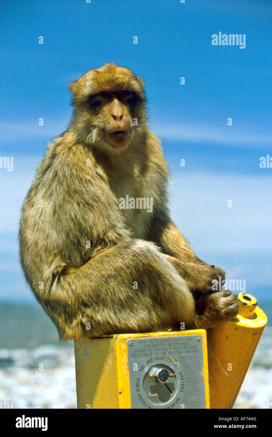 A Barbary Ape or tailless monkey sitting on a coin operated telescope ...