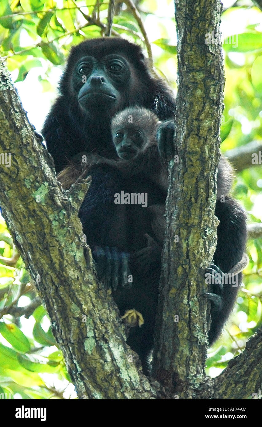 Rainforest monkey howl hi-res stock photography and images - Alamy