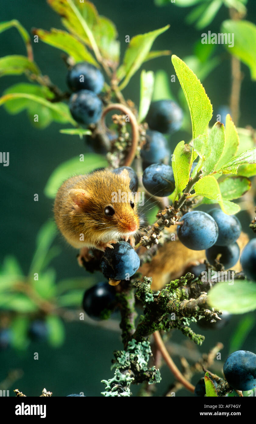 Autumn mouse hi-res stock photography and images - Alamy