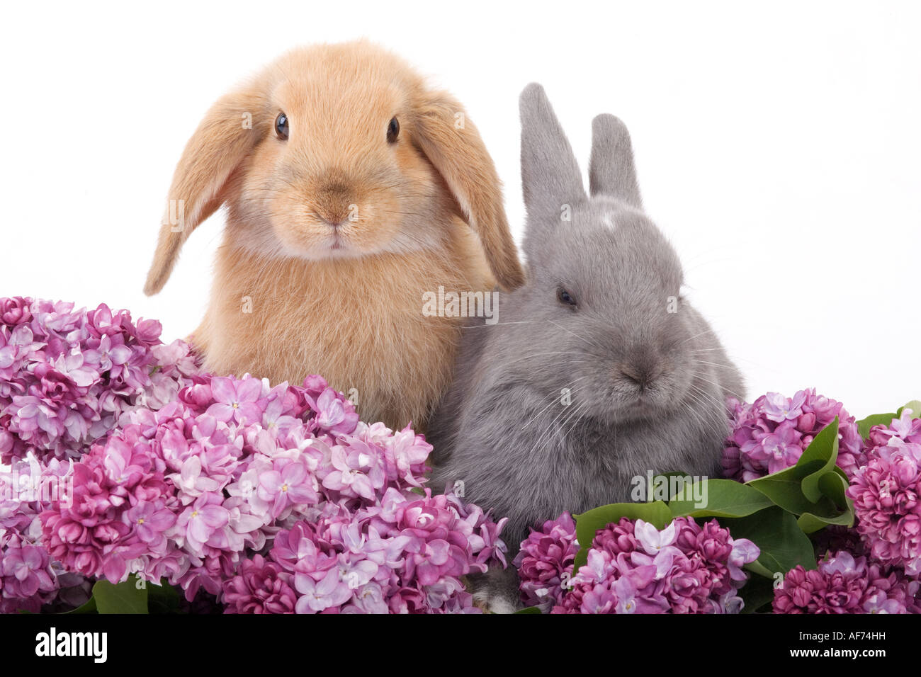 two bunny among the purple lilac Stock Photo - Alamy