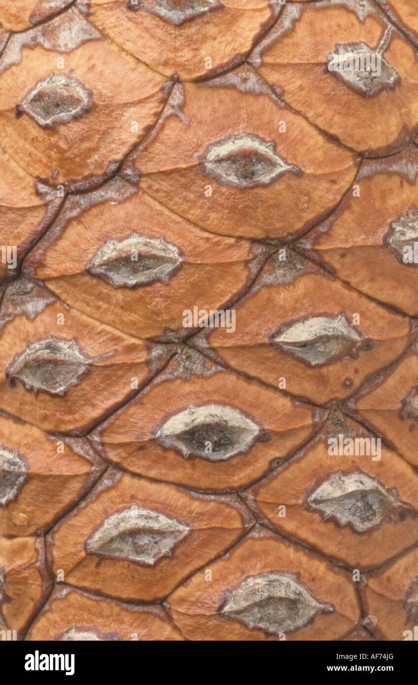 Overlapping scales hi-res stock photography and images - Alamy