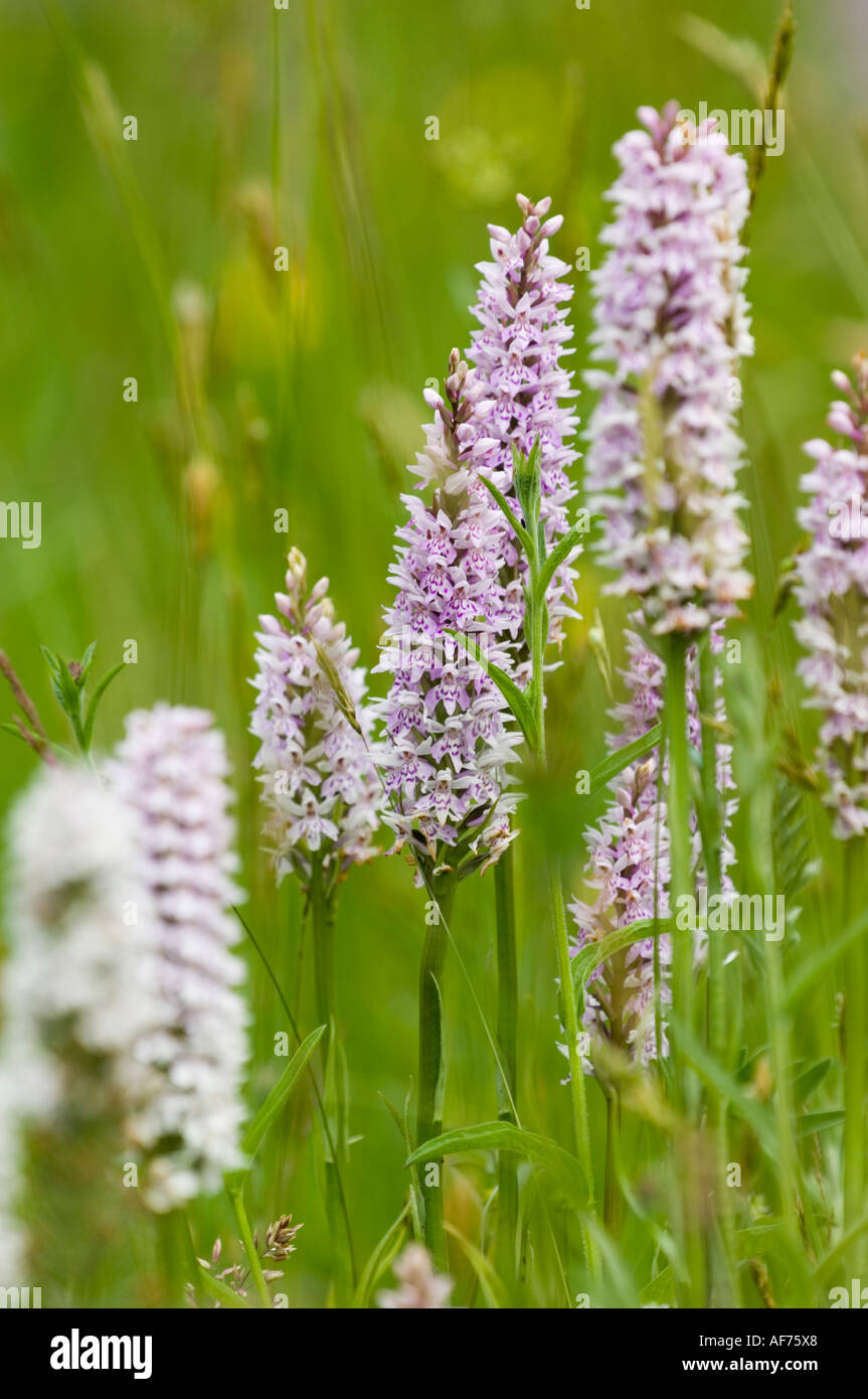Common Spotted Orchids (Dactylorhiza fuchsii Stock Photo - Alamy