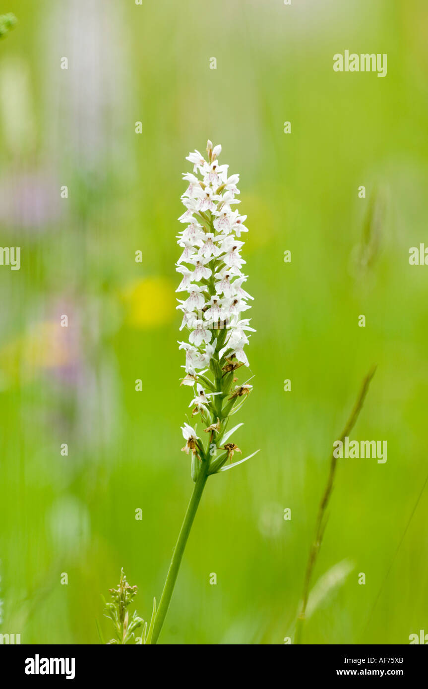 Common Spotted Orchids (Dactylorhiza fuchsii Stock Photo - Alamy