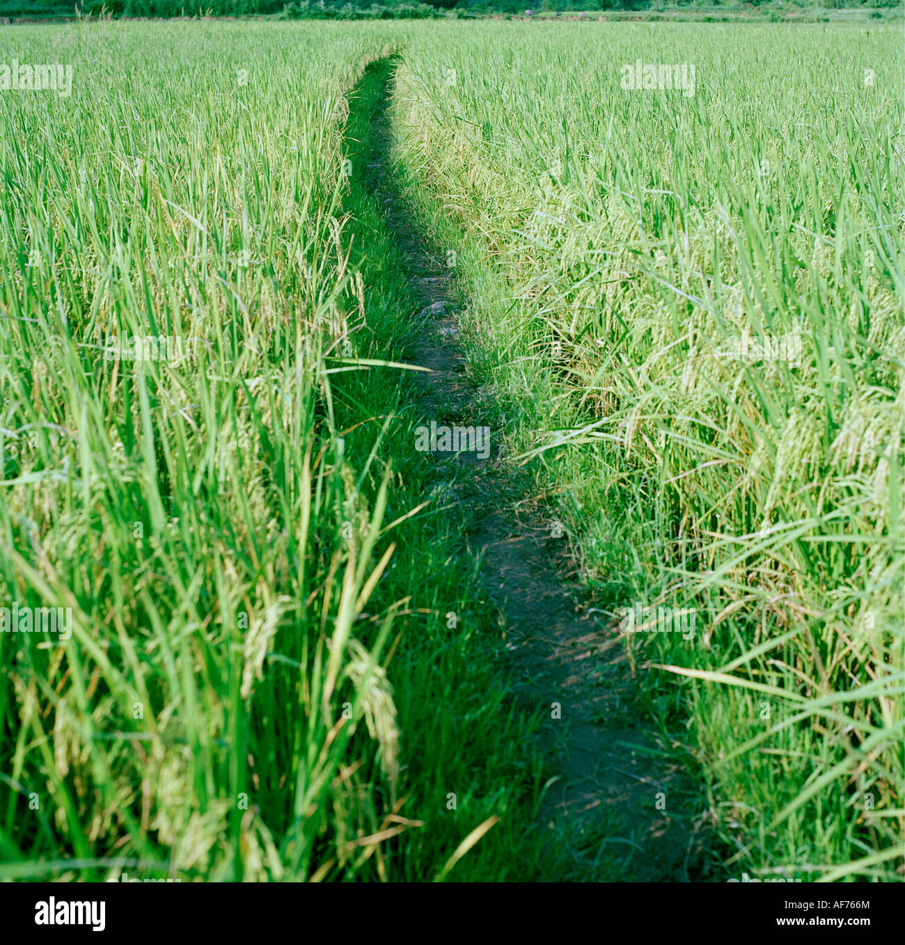 A pathway in the rice fields in the People's Republic of China in East ...