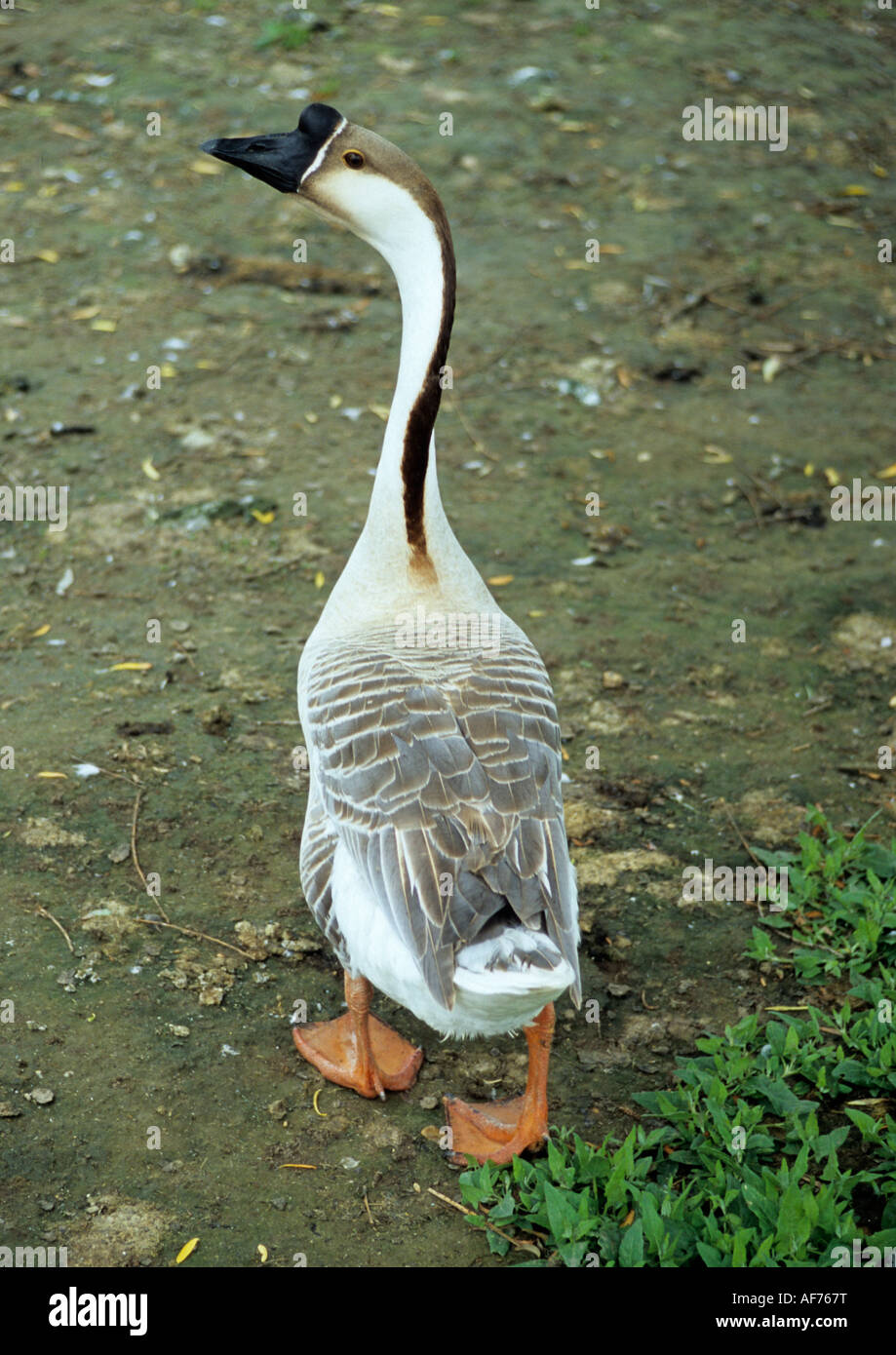 Rare chinese birds hi-res stock photography and images - Alamy